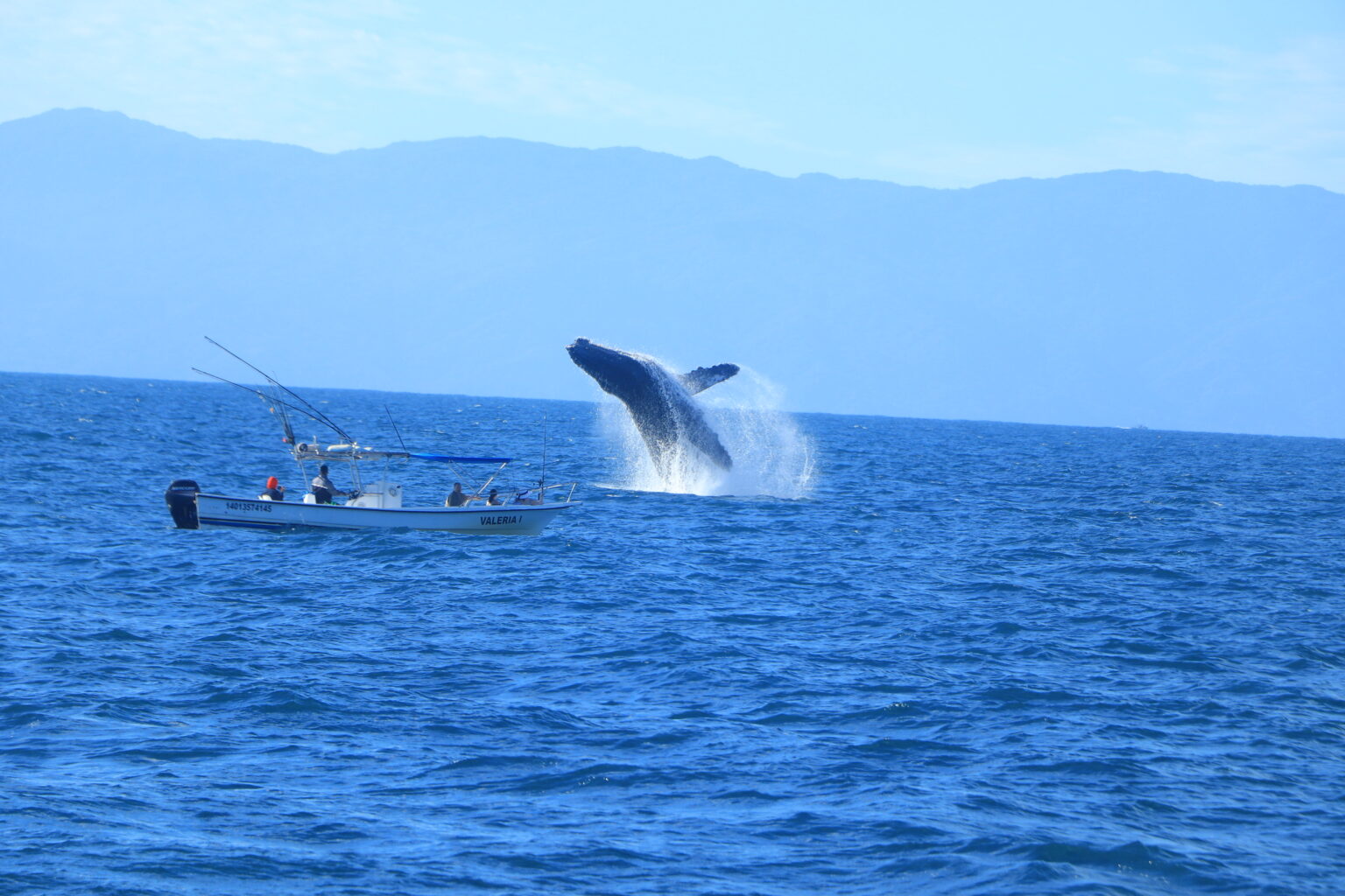 Whale-watching is amazing - Midlife Mama