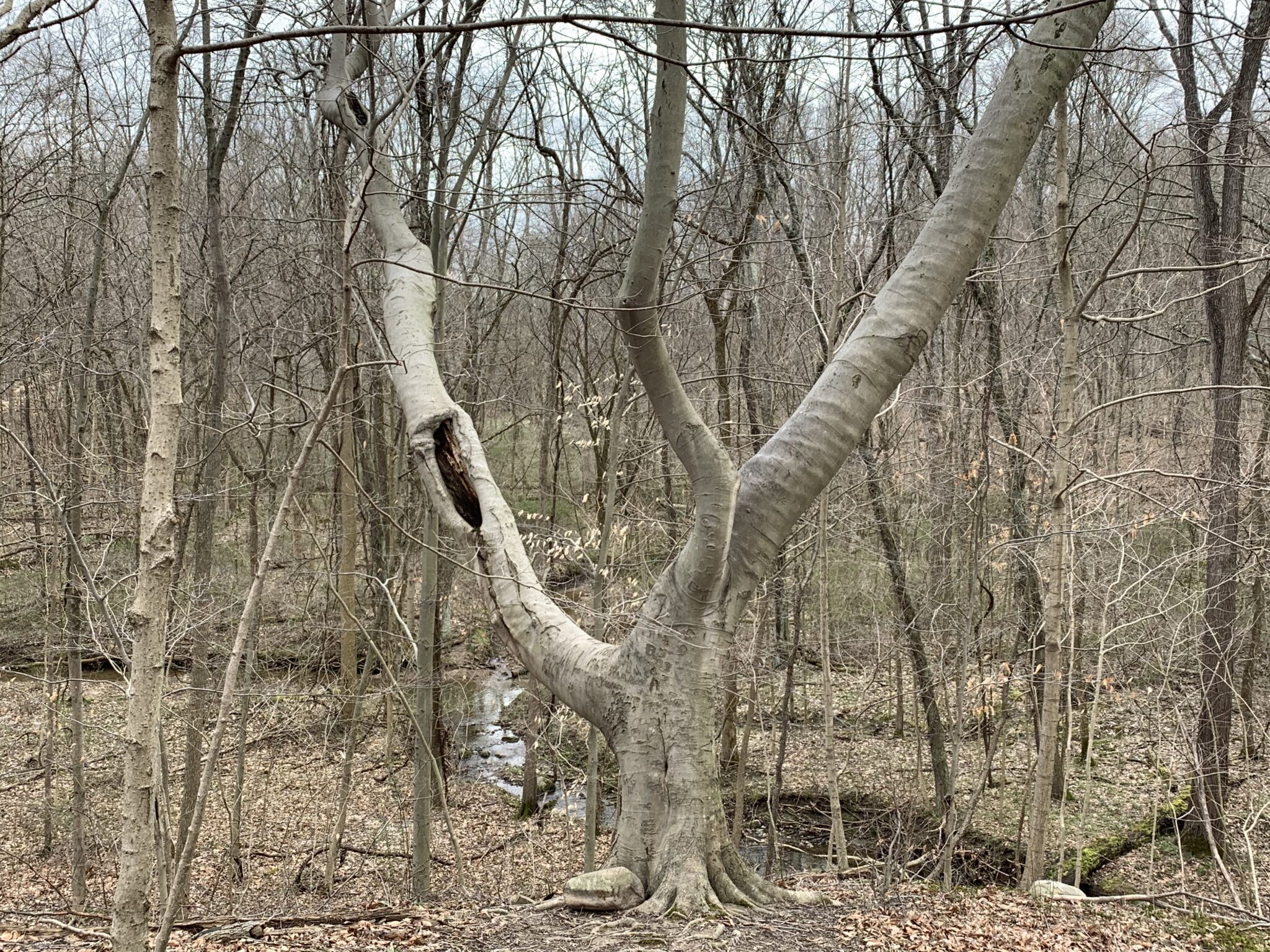 People without jobs are losing it right now - Lewis Center Mom