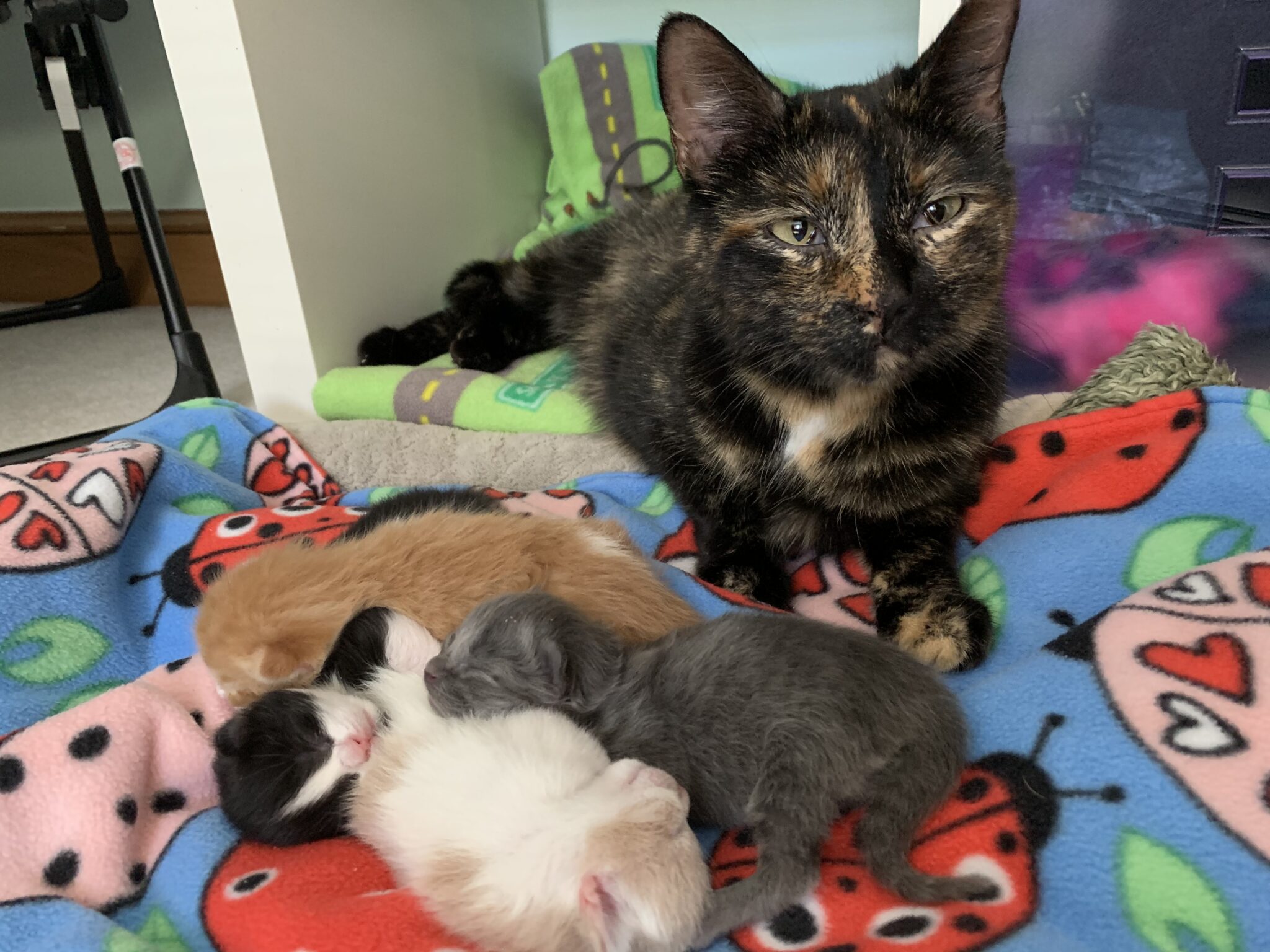 Kittens cure everything - Lewis Center Mom