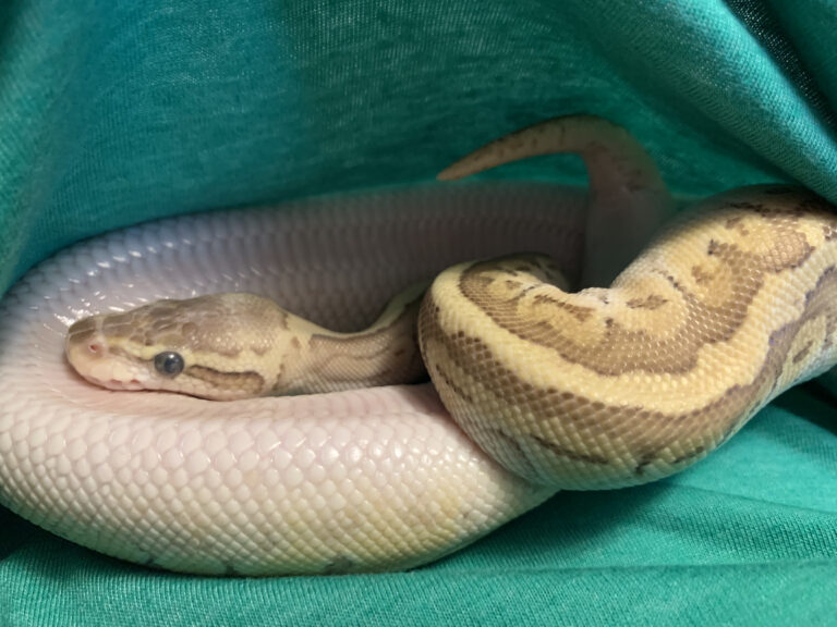 We solved our rodent problem. It's not what you think. - Midlife Mama