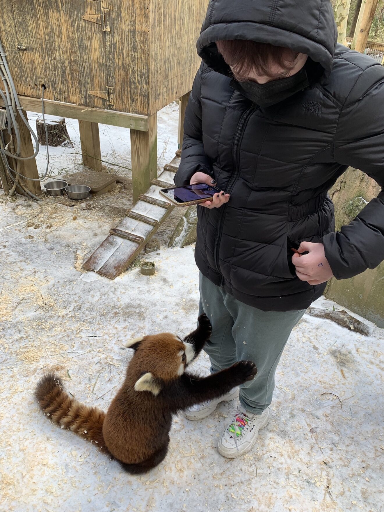 Revel in the red panda experience at the Columbus Zoo - Lewis Center Mom