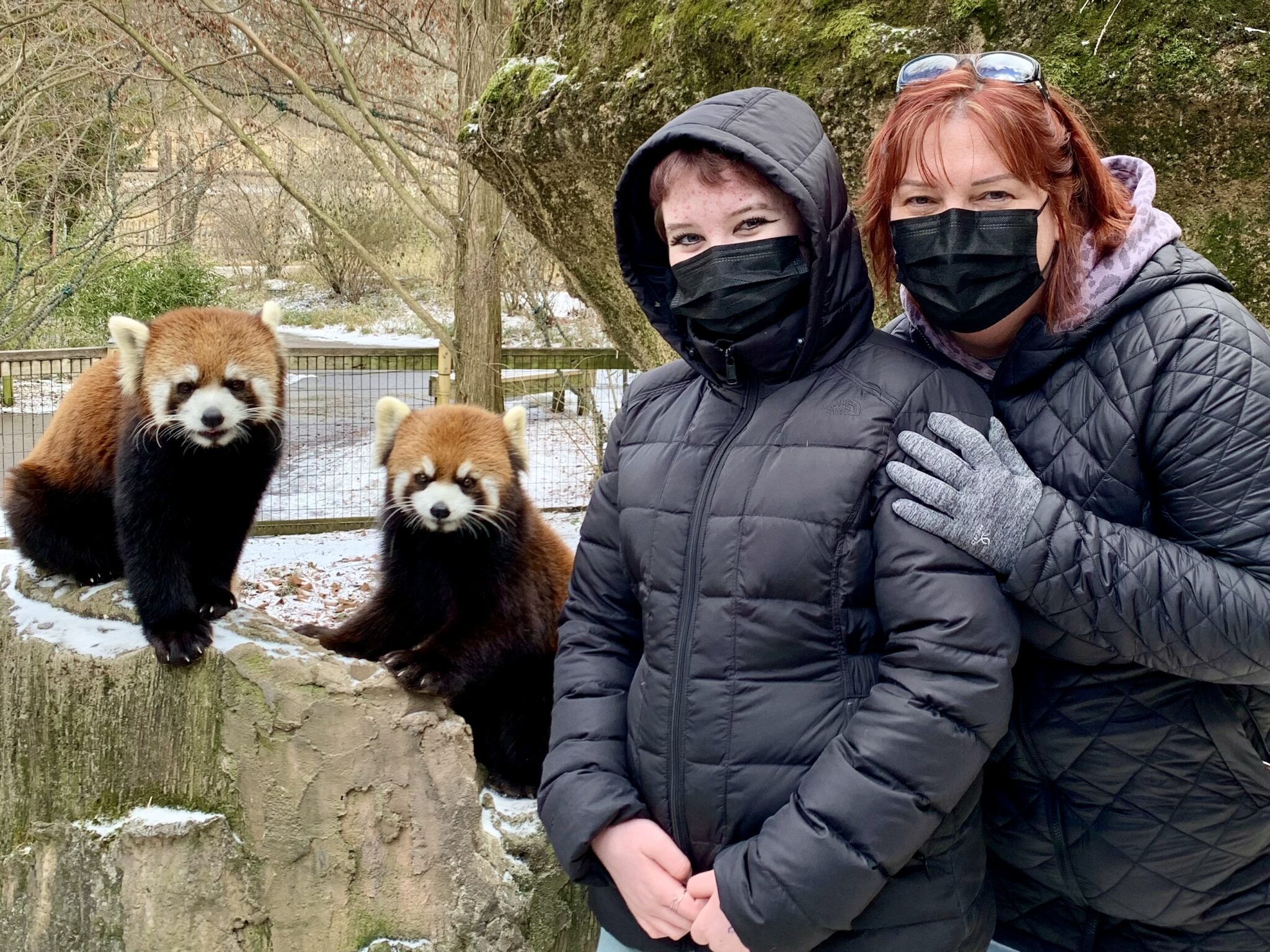 Revel in the red panda experience at the Columbus Zoo - Lewis Center Mom