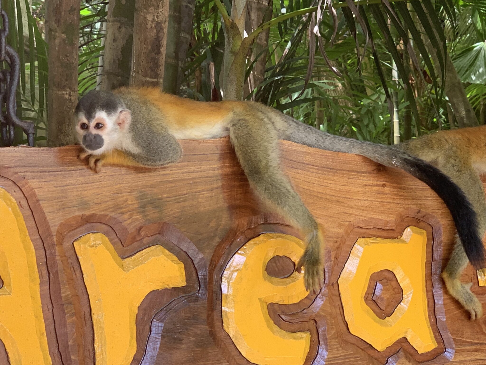 Our top ten wildlife encounters in Costa Rica - Lewis Center Mom