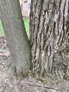 Have you ever seen "husband and wife" trees? - Lewis Center Mom