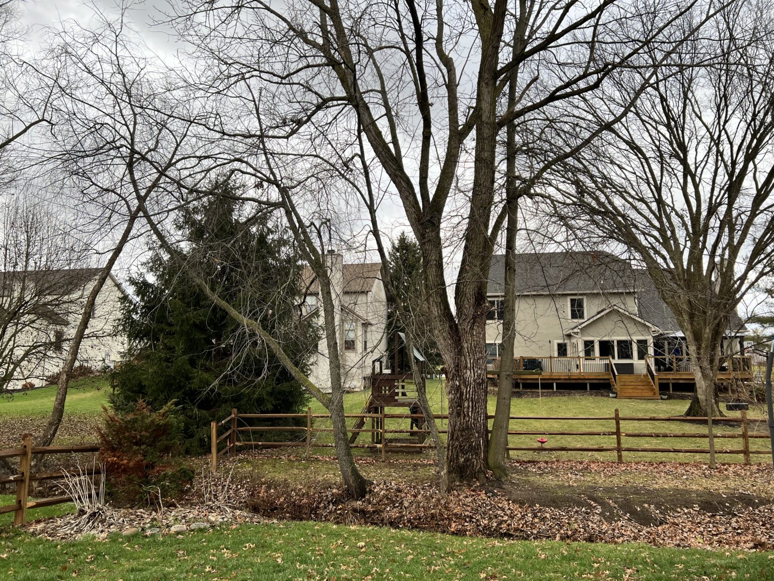 Have you ever seen "husband and wife" trees? - Lewis Center Mom