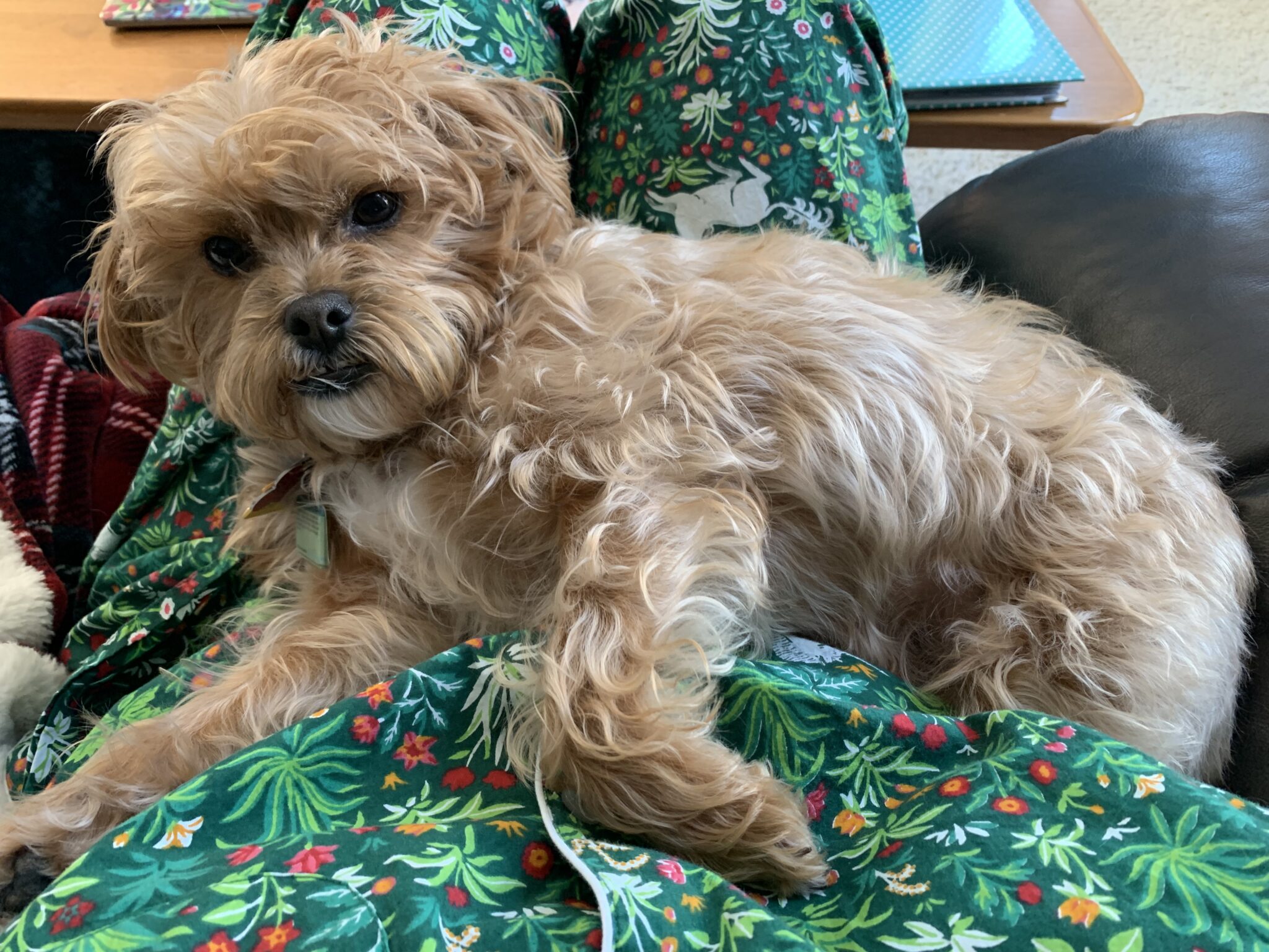 I finally got the scruffy little dog of my childhood dreams - Lewis ...