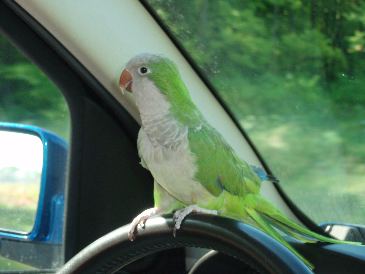 Parrots make loud, messy, fun and amazing pets - Lewis Center Mom