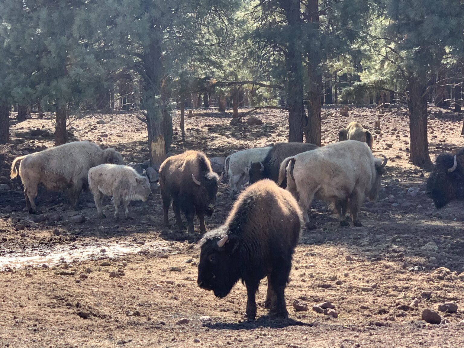 One of our family's favorite conversation starters - Lewis Center Mom