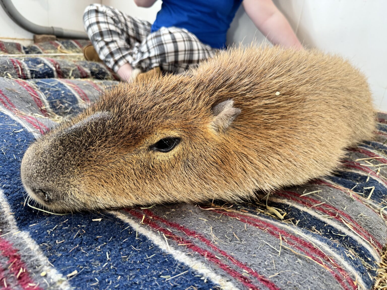 We got to hang out with a pregnant capybara - Lewis Center Mom